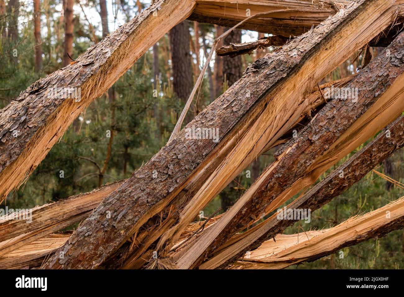 Broken tree branch after tornado spree in South Moravia. Illustrative ...