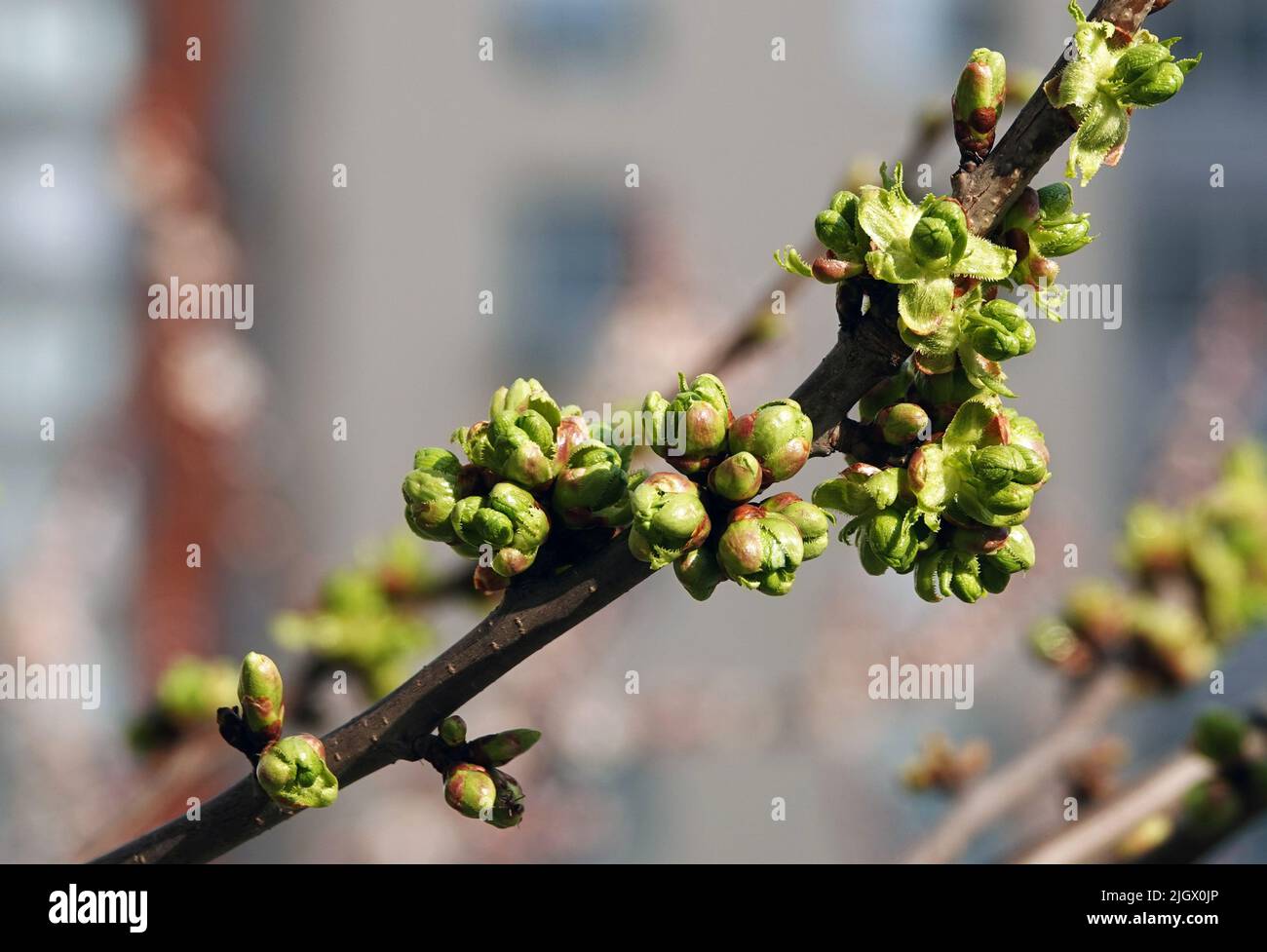 In spring, flowers on fruit trees bloom from the buds Stock Photo - Alamy