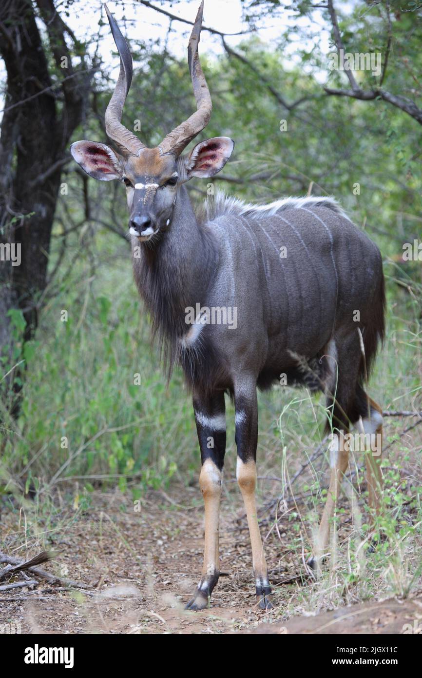 Nyala / Nyala / Tragelaphus angasii Stock Photo - Alamy