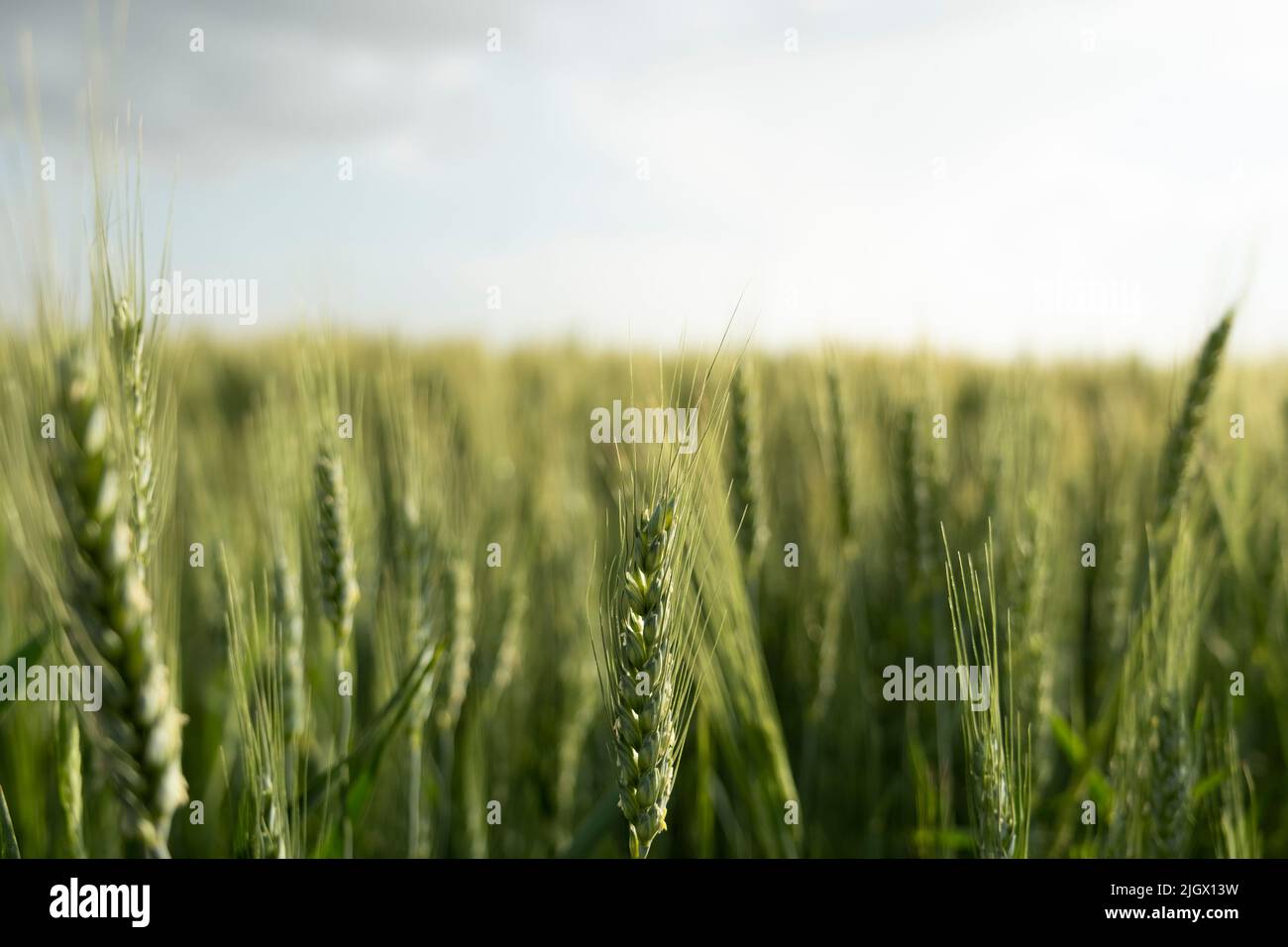Green Wheat Field Wallpaper