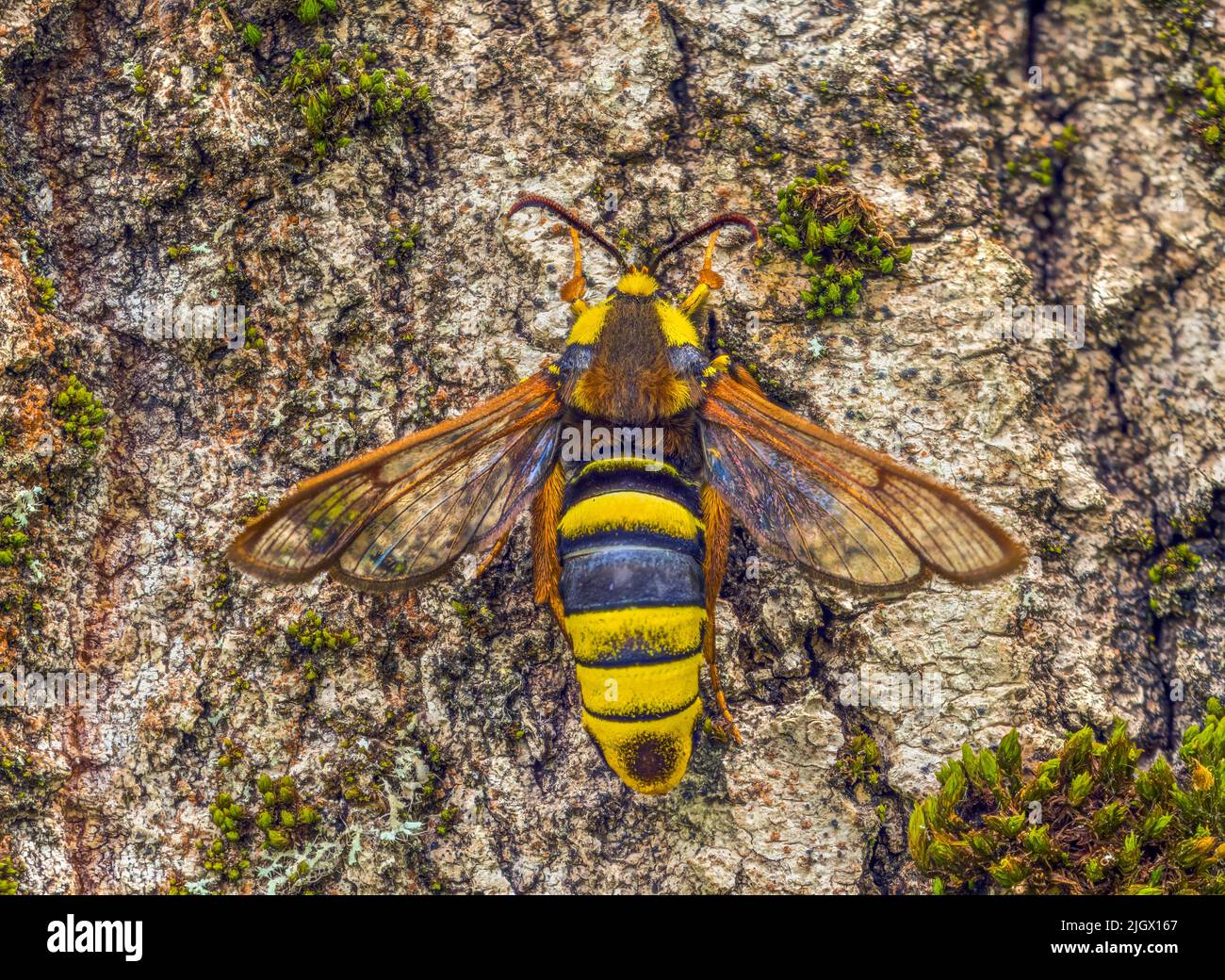 Hornet Moth - Sesia apiformis, mimicry, similarity to a hornet Stock ...
