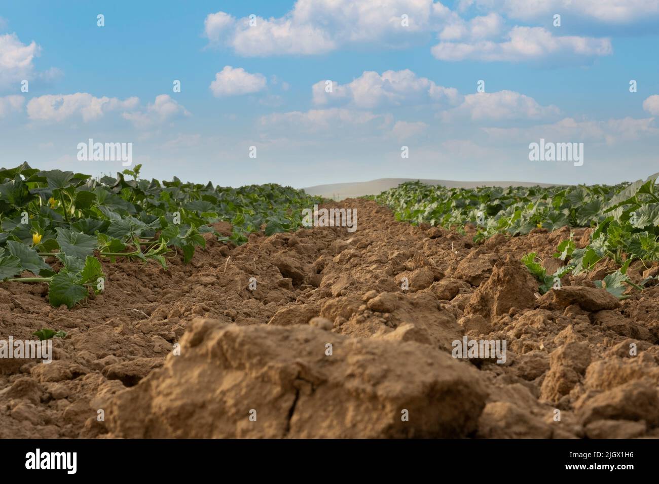 Melon plant, closeup photo of young melon plant. Hot summer day in ...