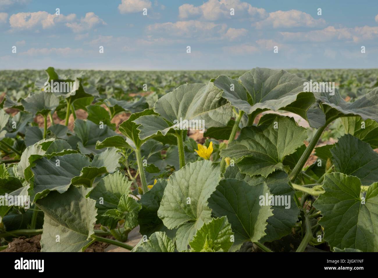 Melon plant, closeup photo of young melon plant. Hot summer day in ...