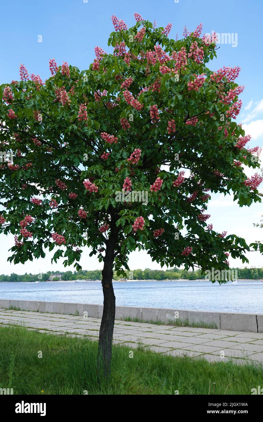 Chestnut tree flowering in spring green leaves with seeds Stock Photo ...