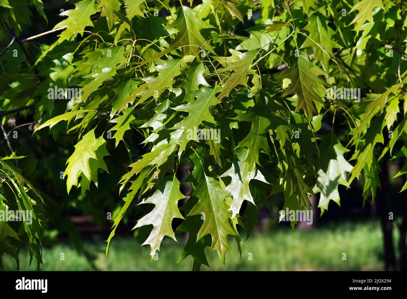 In spring, leaves on oak branches glow in the sun Stock Photo - Alamy