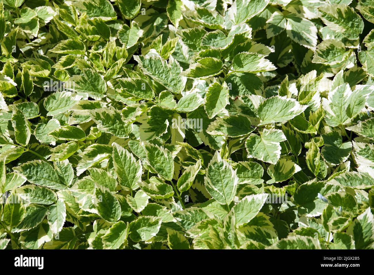 Background from green leaves shot from above Stock Photo - Alamy