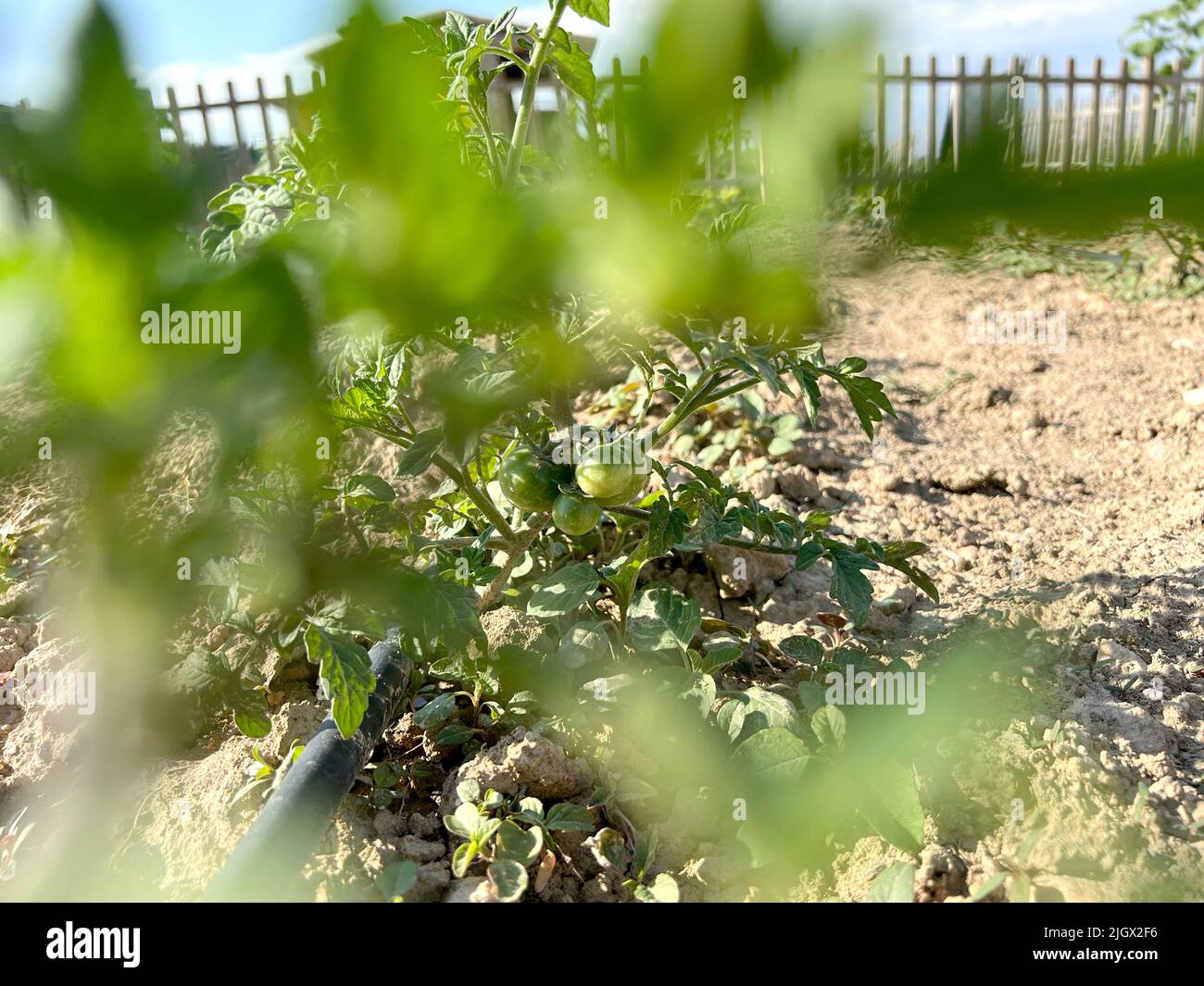 Green Tomatoes Selective Focus Of Green Tomatoes Tomato Plant Leafs Blurred Beautiful Sunny