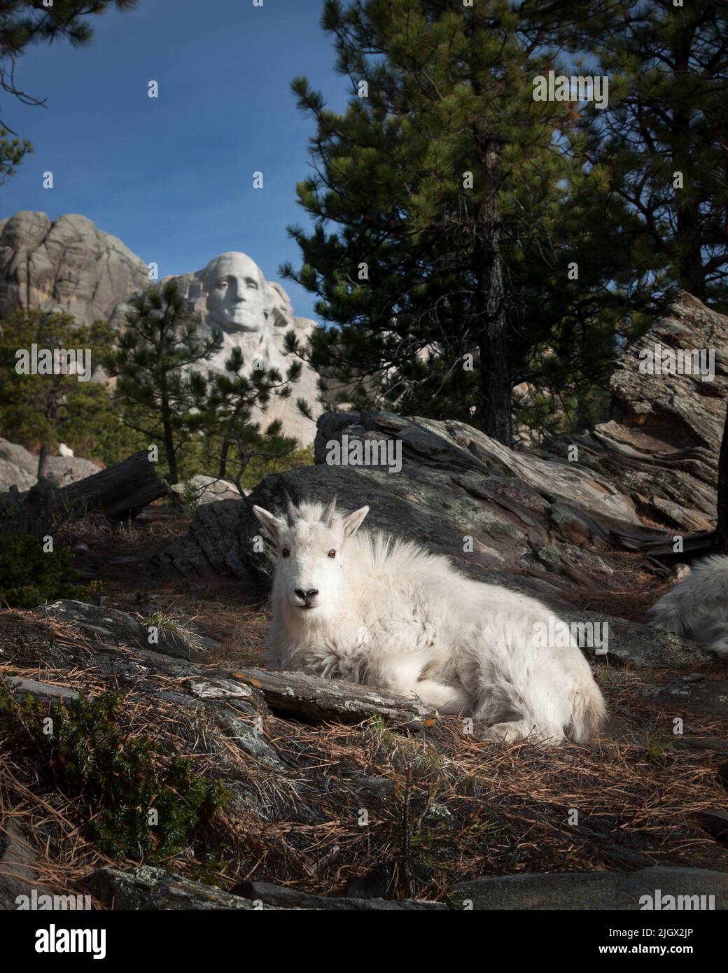 Goat memorial hi-res stock photography and images - Alamy