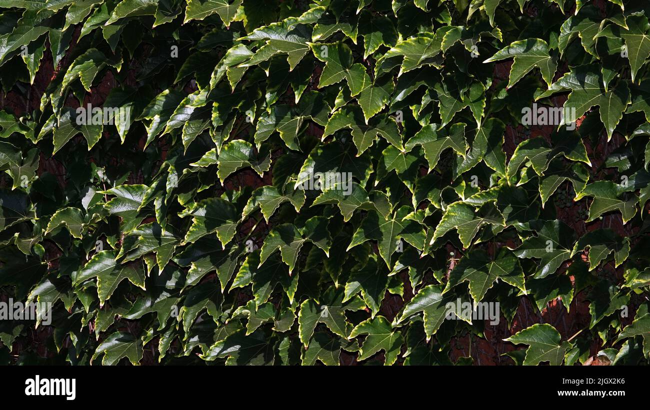 Green wall of leaves covering the wall of the house Stock Photo - Alamy