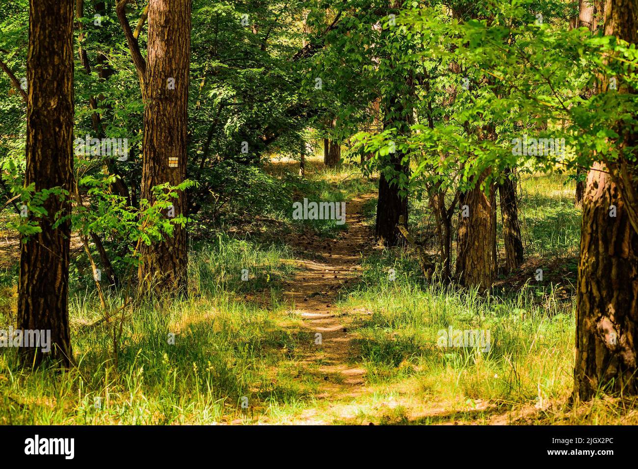 A path between the trees in the castle park in Straznice. Photo to the ...