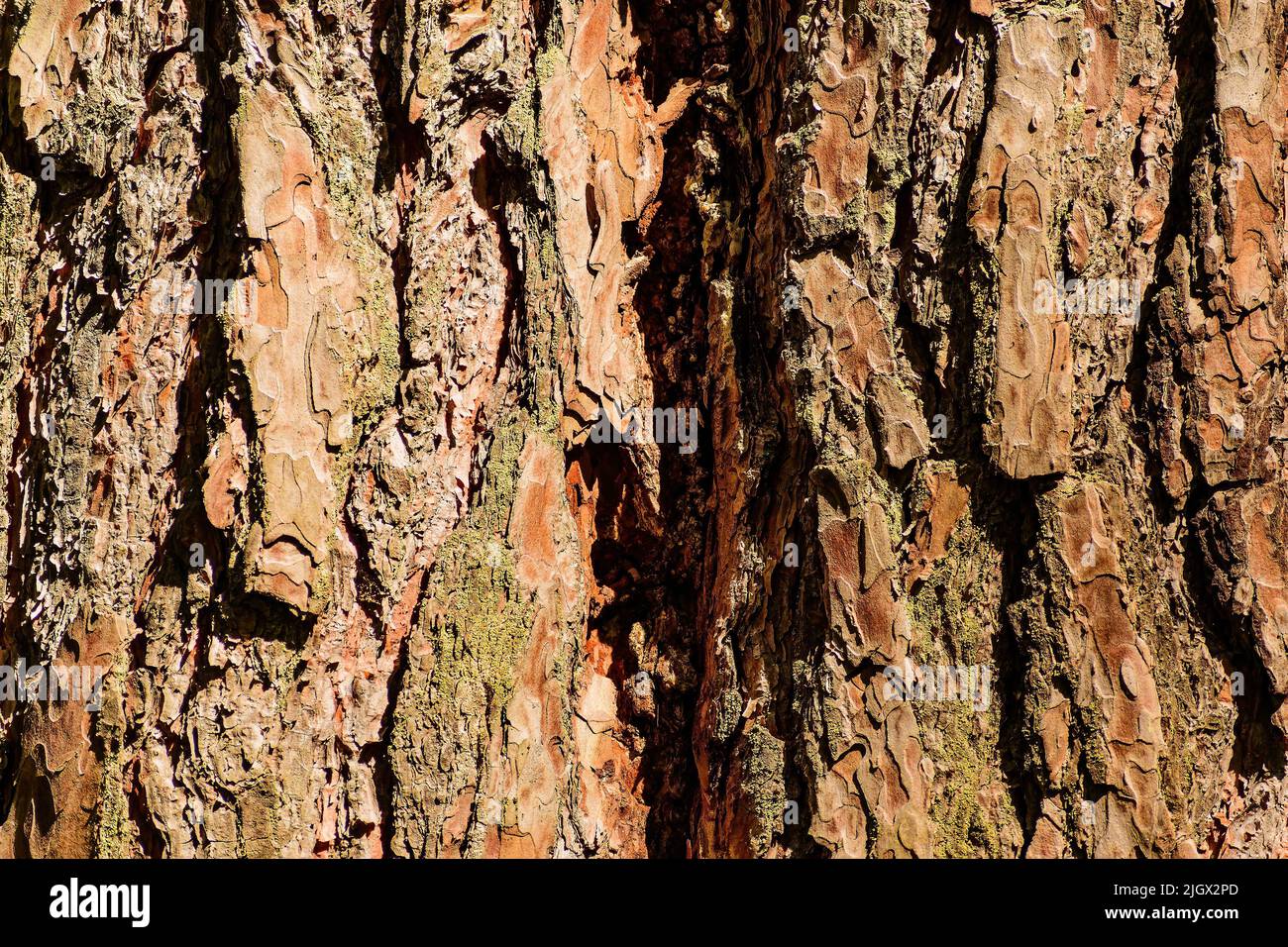 Coarse vertical surface hi-res stock photography and images - Alamy