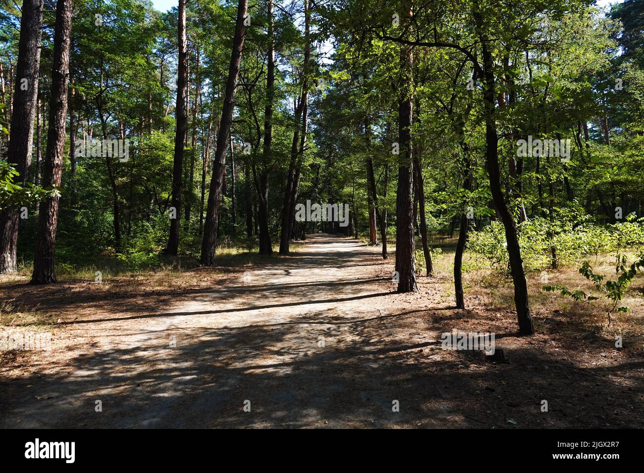 Rolled road in a summer forest Stock Photo - Alamy