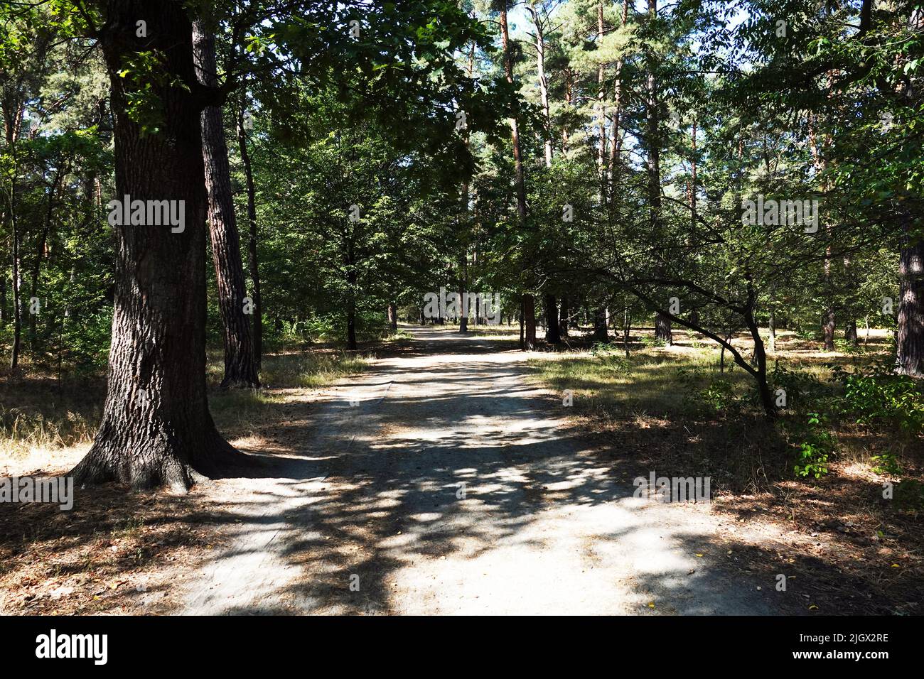 Alley bushes in summer tunnel hi-res stock photography and images - Alamy