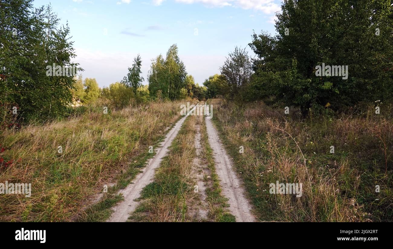 Rolled road in a summer forest Stock Photo - Alamy