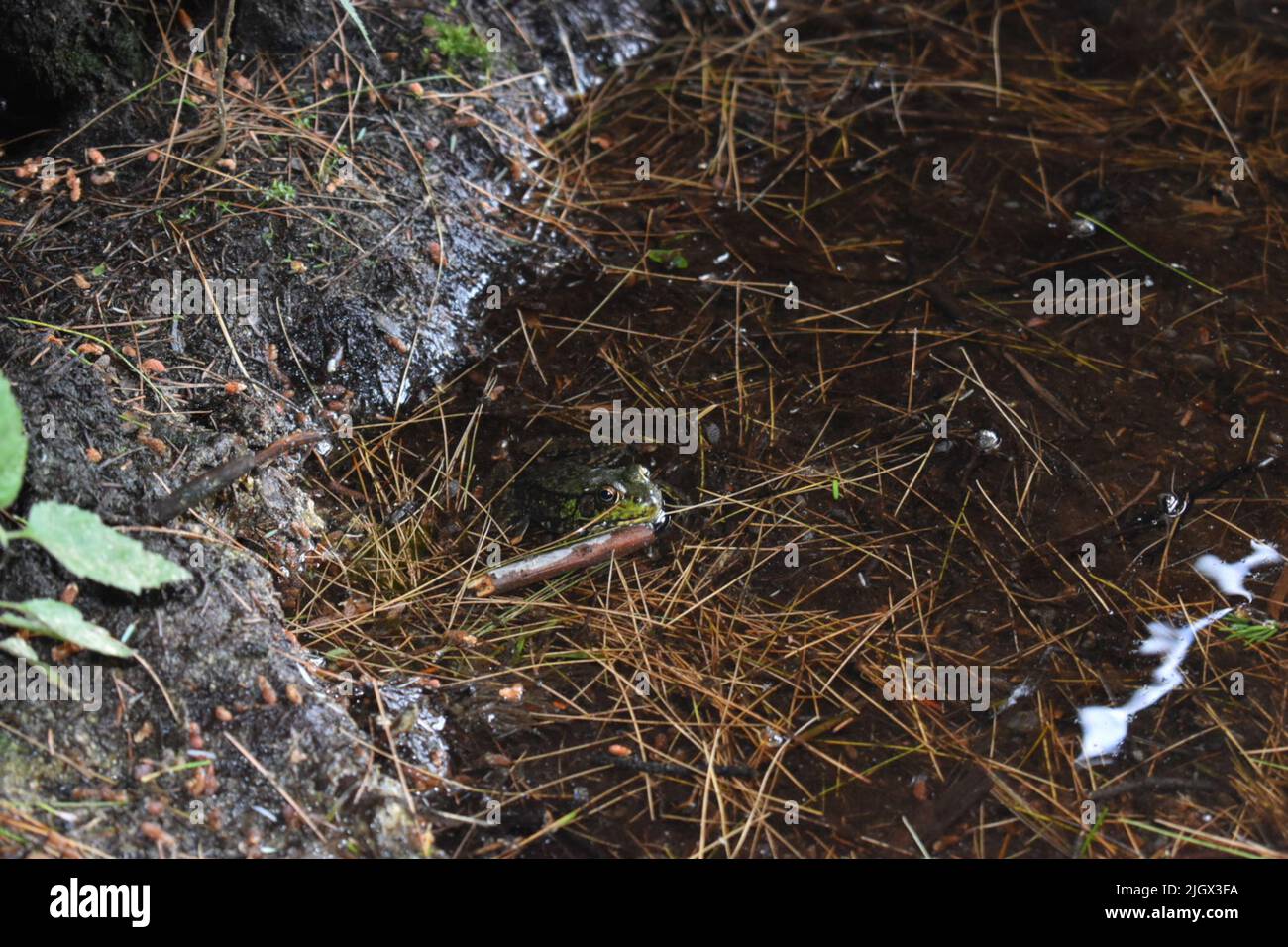 A frog sitting among the wet grass in the shallow water of the swamp ...
