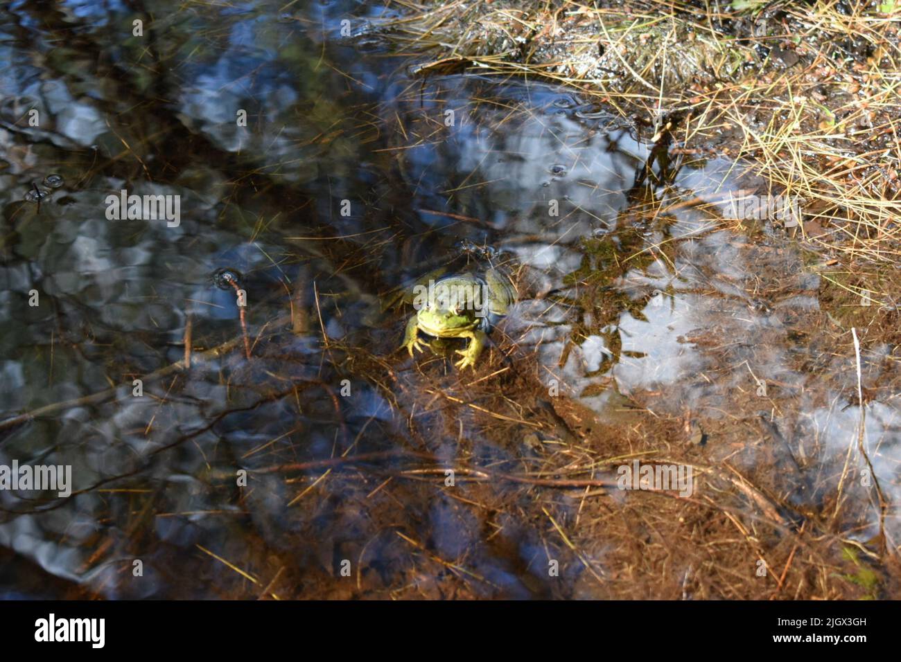 A frog sitting on the floating plants in the shallow water of the swamp ...