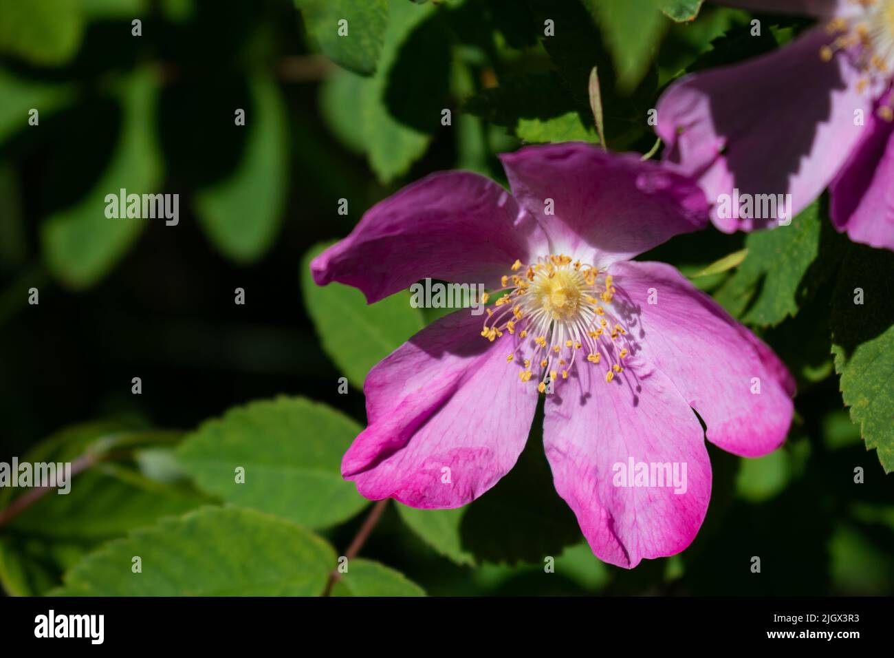 Rose flower and rose hip hi-res stock photography and images - Alamy