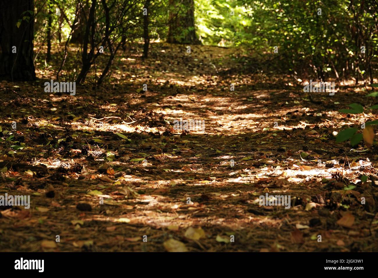 Well-trodden path in the summer forest Stock Photo - Alamy