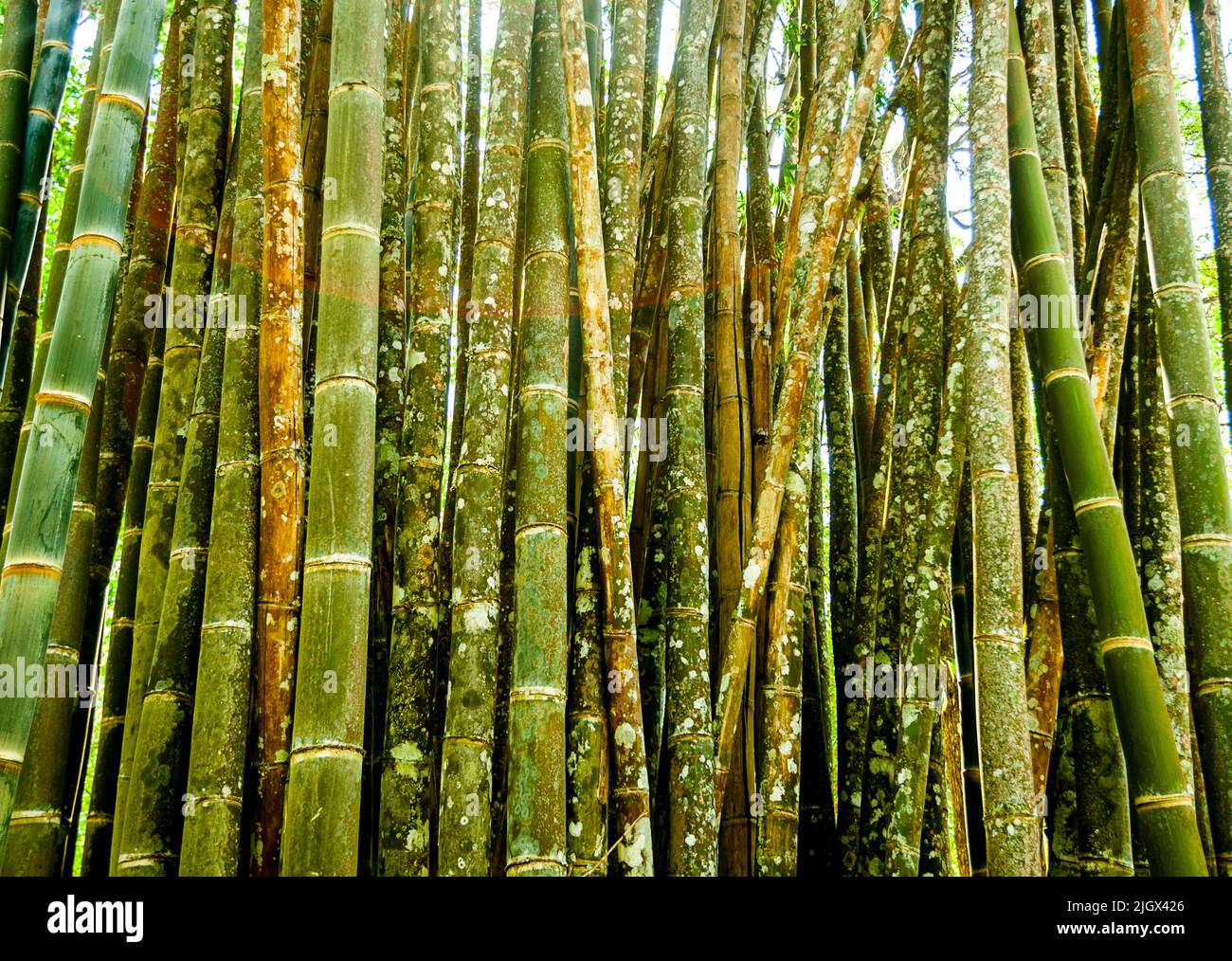 Trees fill hi-res stock photography and images - Alamy