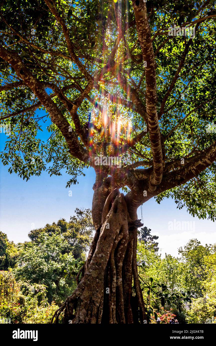 Altered tree hi-res stock photography and images - Alamy
