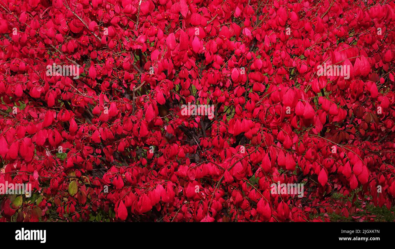 Bush with bloody leaves in the autumn park Stock Photo - Alamy