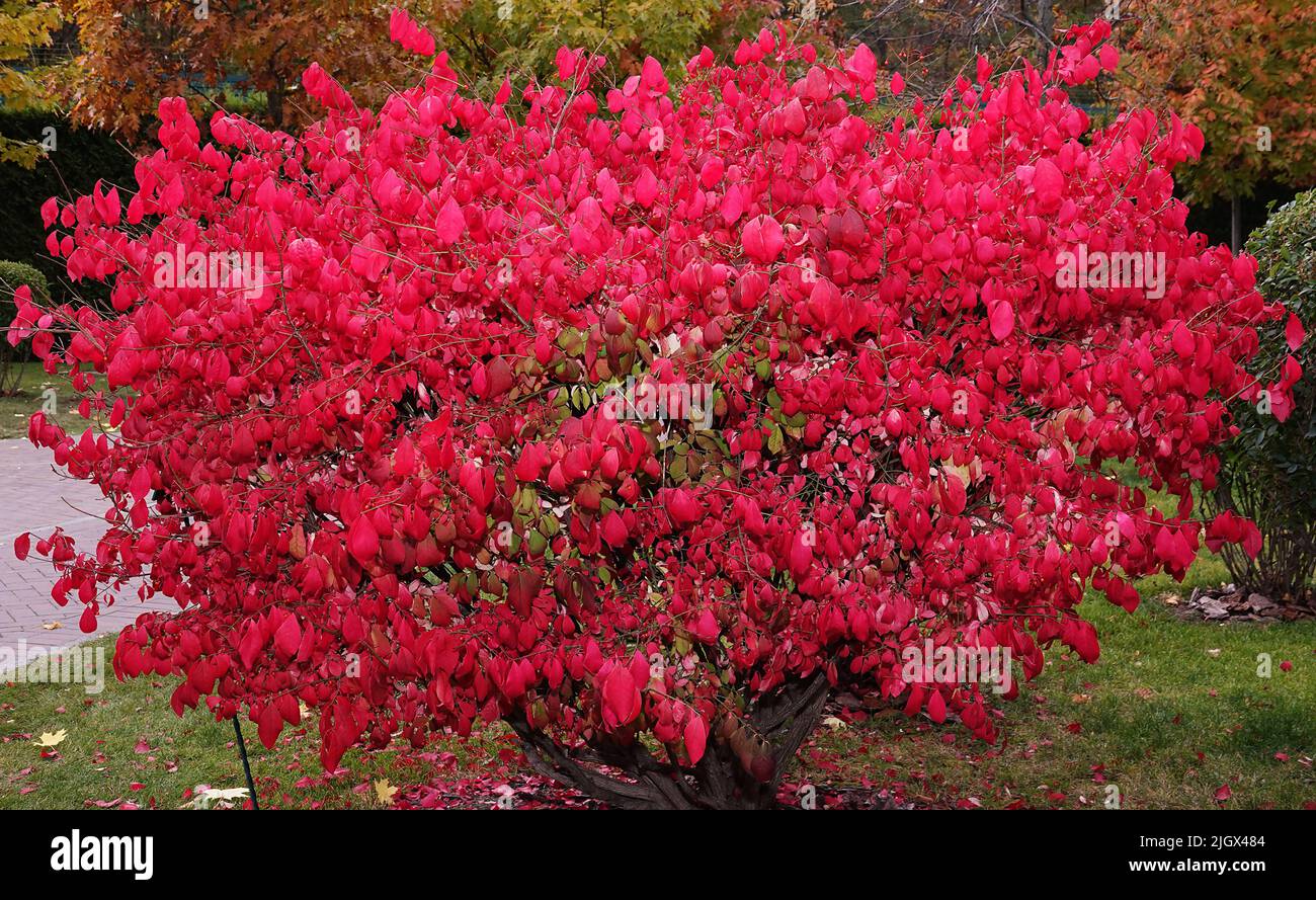 Bloody leaves hi-res stock photography and images - Alamy