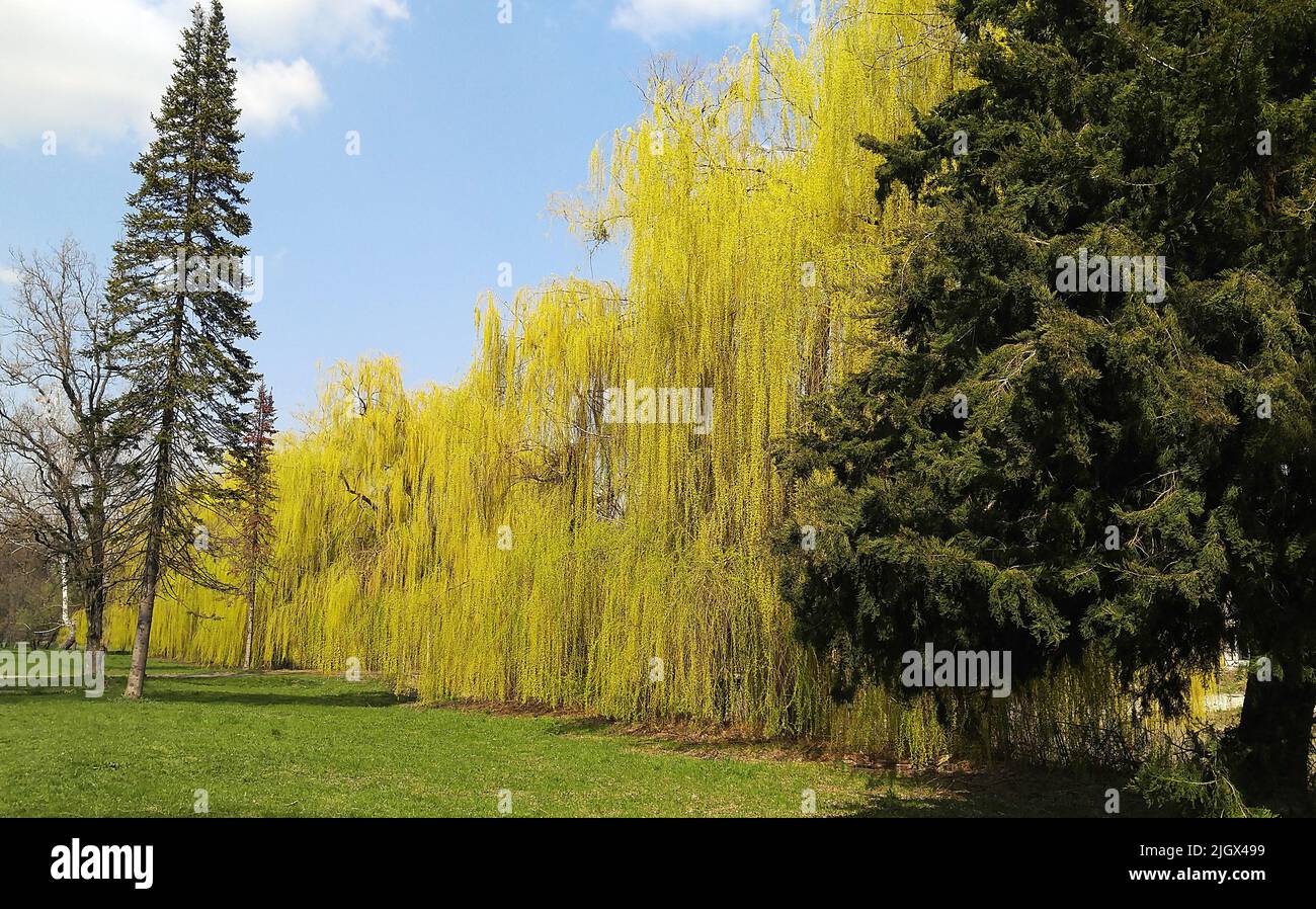 Willow willows reeds hi-res stock photography and images - Alamy