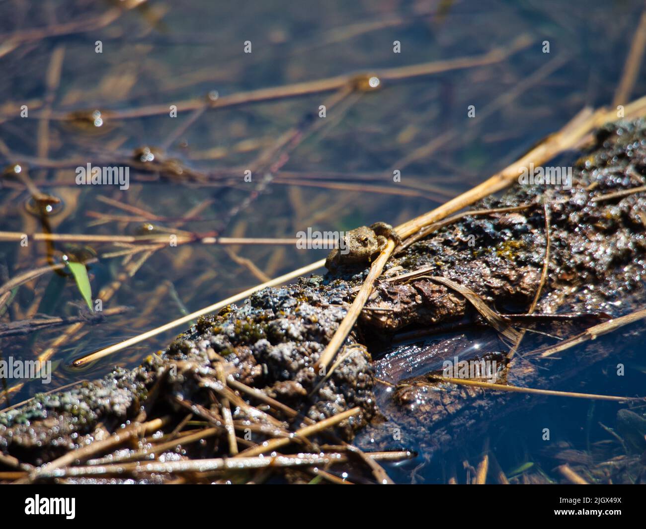 A closeup of a small toad on a wet log on the shore of a lake Stock ...