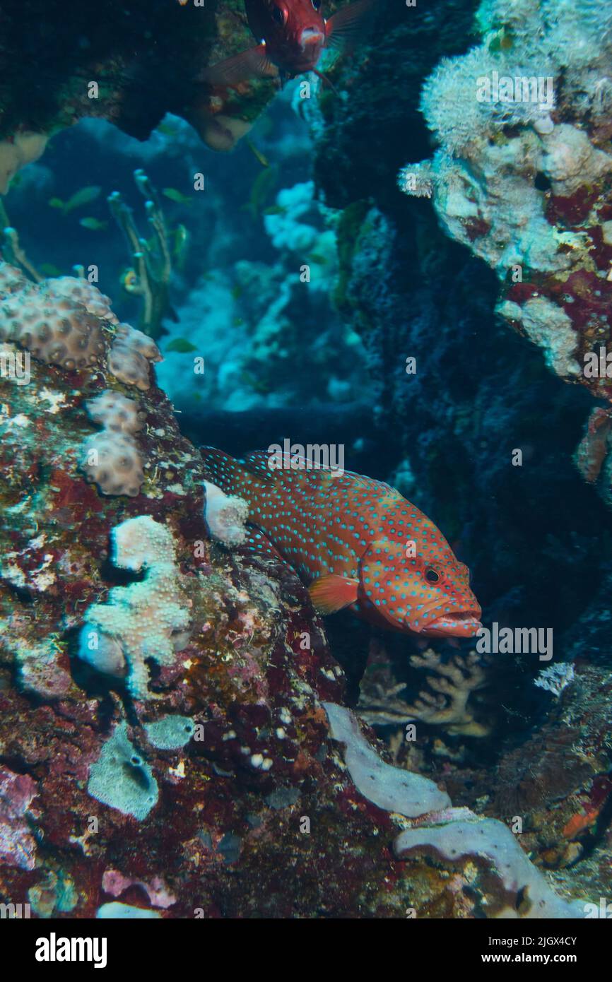 The vertical underwater view of a Coral grouper fish hiding between the ...