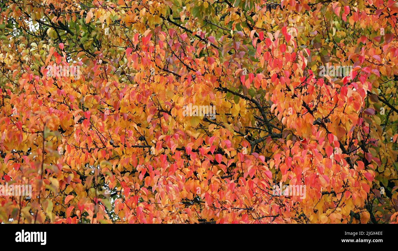 Autumn park tree with green, yellow, red leaves Stock Photo - Alamy