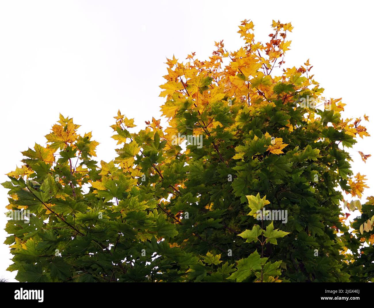 Autumn park tree with green, yellow, red leaves Stock Photo - Alamy