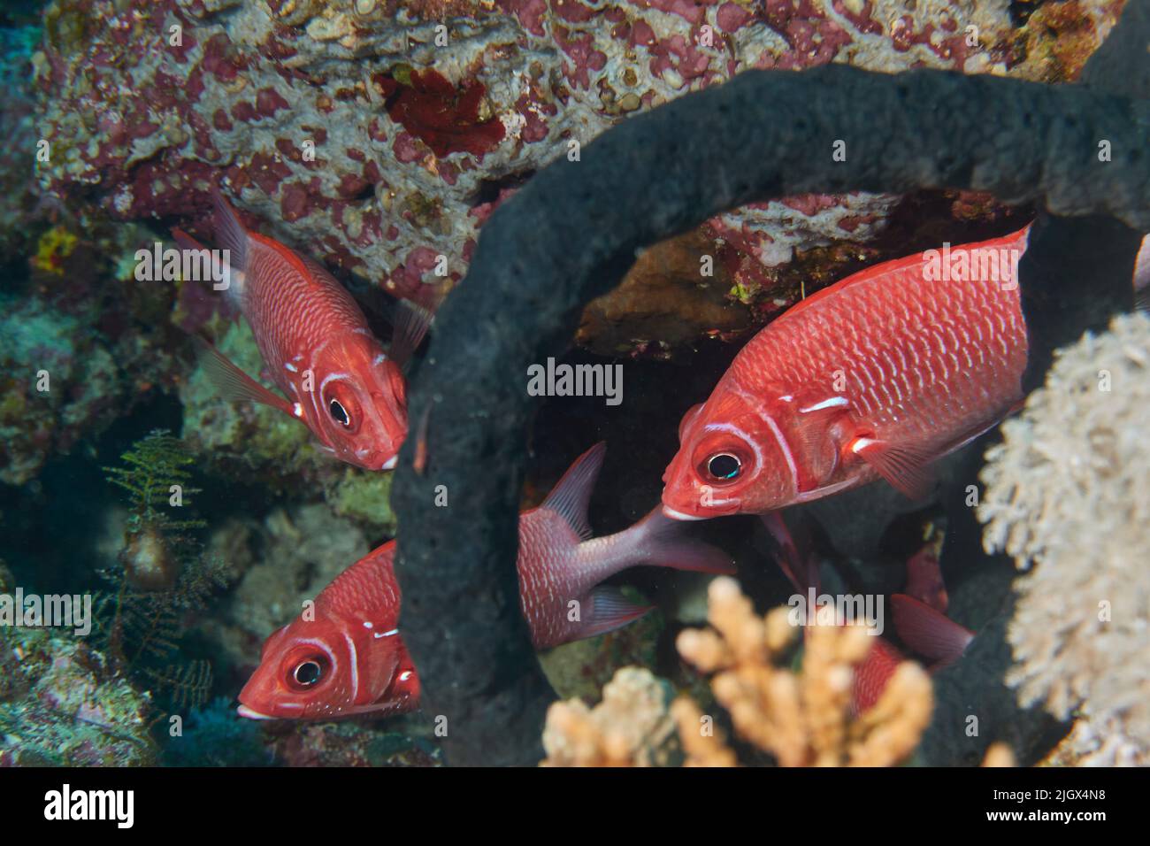 An underwater view of the red soldier fishes swimming through the ...