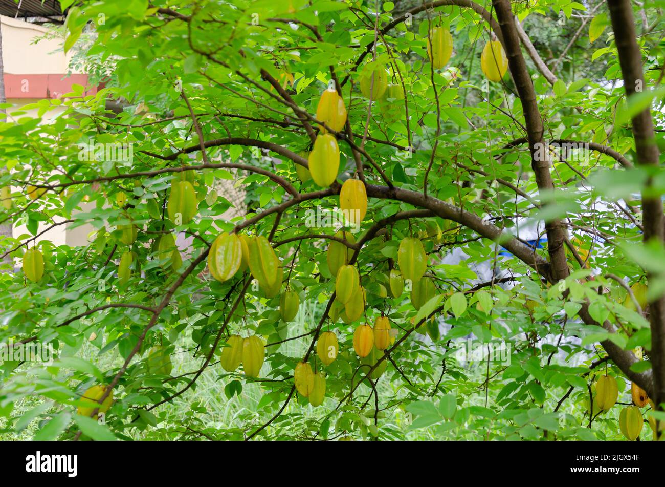 Fresh star fruits on tree ready for harvesting Stock Photo - Alamy