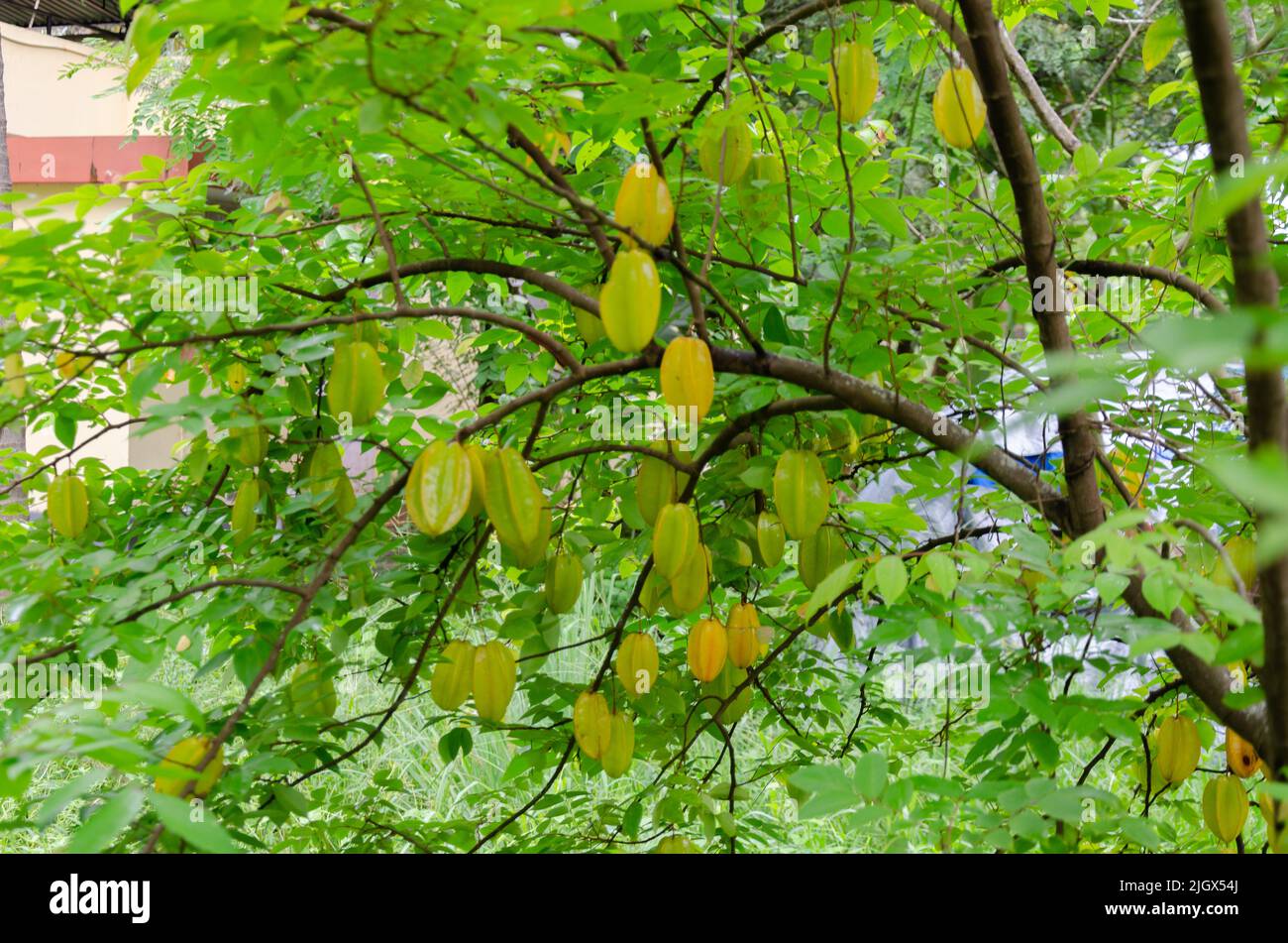 Fresh star fruits on tree ready for harvesting Stock Photo - Alamy