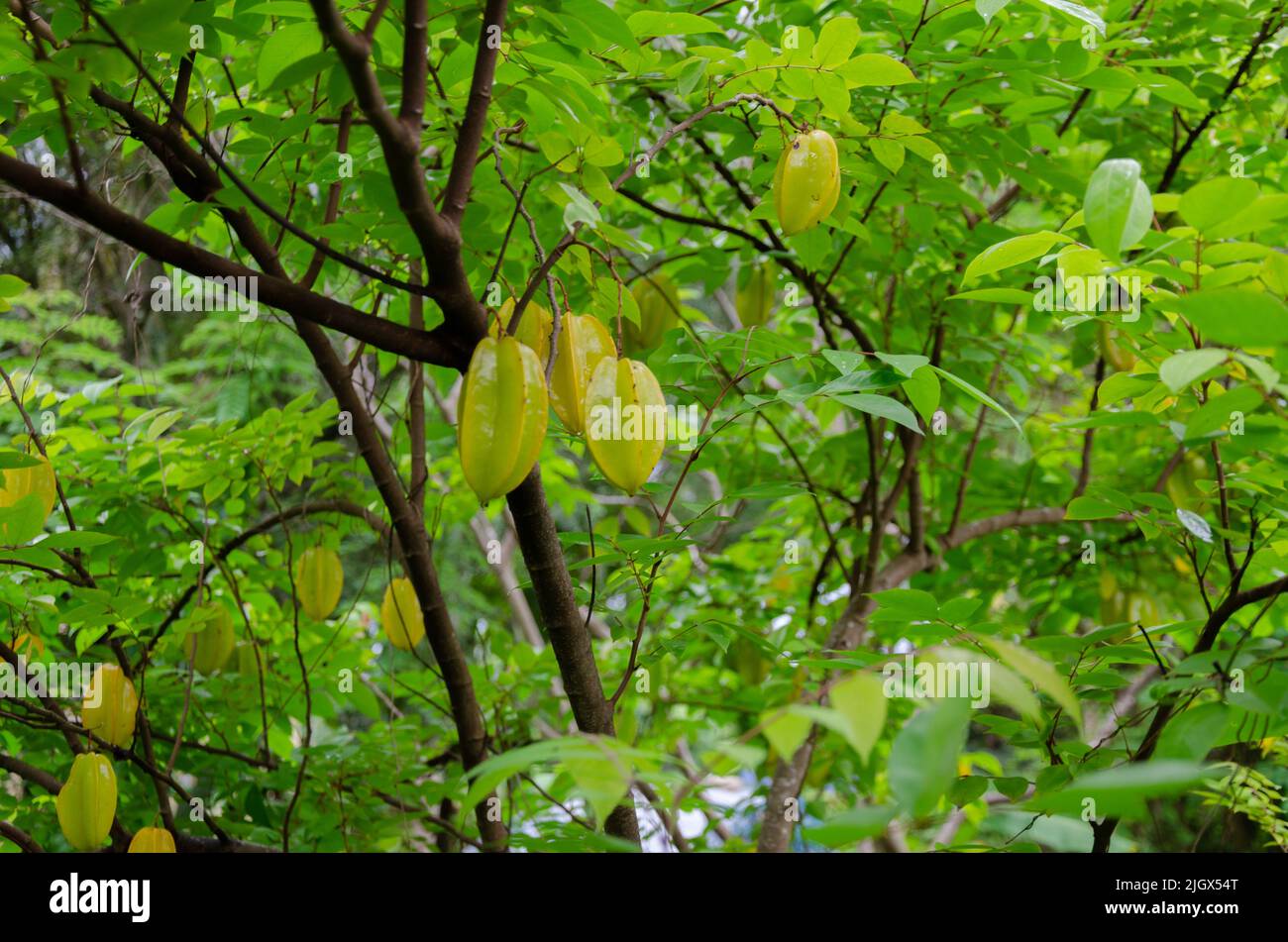 Fresh star fruits on tree ready for harvesting Stock Photo - Alamy