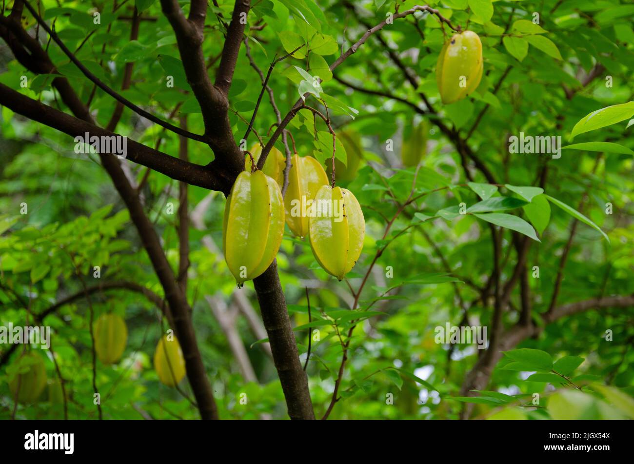 Fresh star fruits on tree ready for harvesting Stock Photo - Alamy