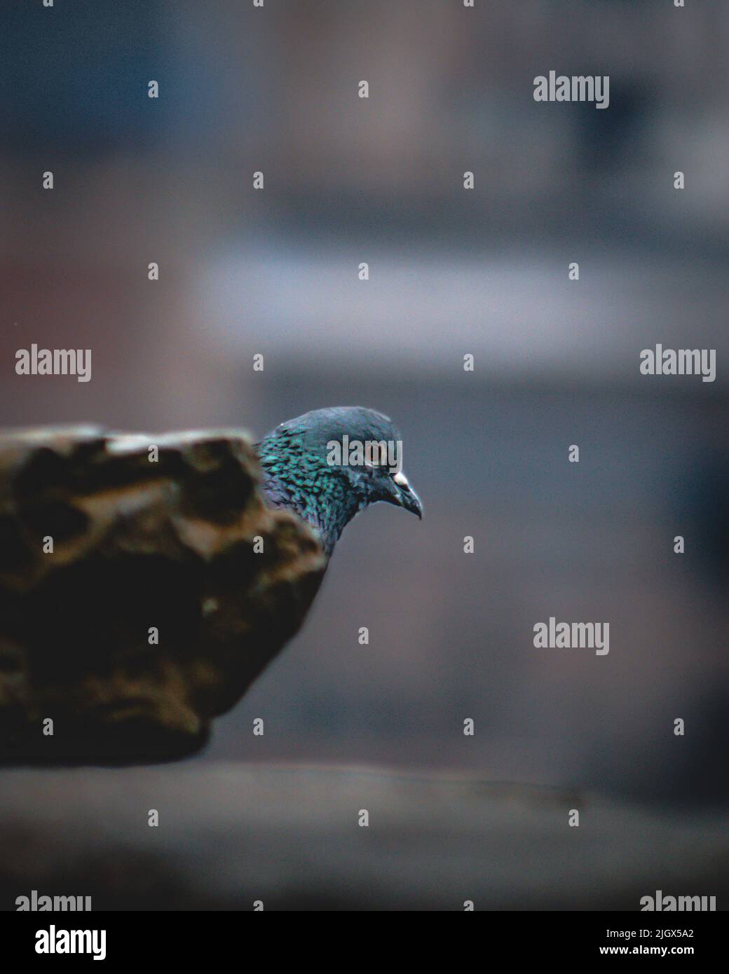 A vertical shot of a blue dove in a blurred background Stock Photo - Alamy