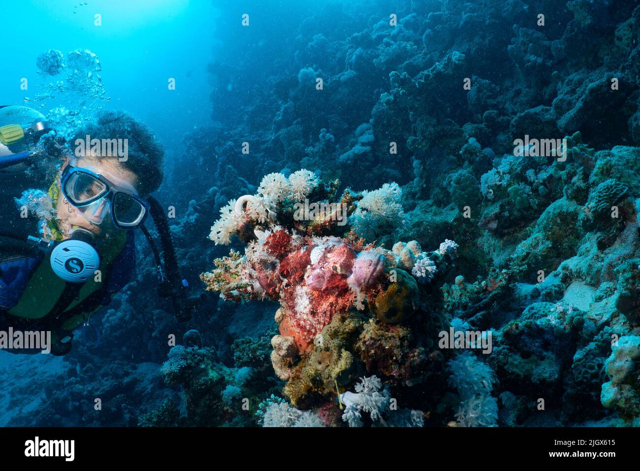 The underwater shot of a scuba diver and the aquatic plants Stock Photo ...