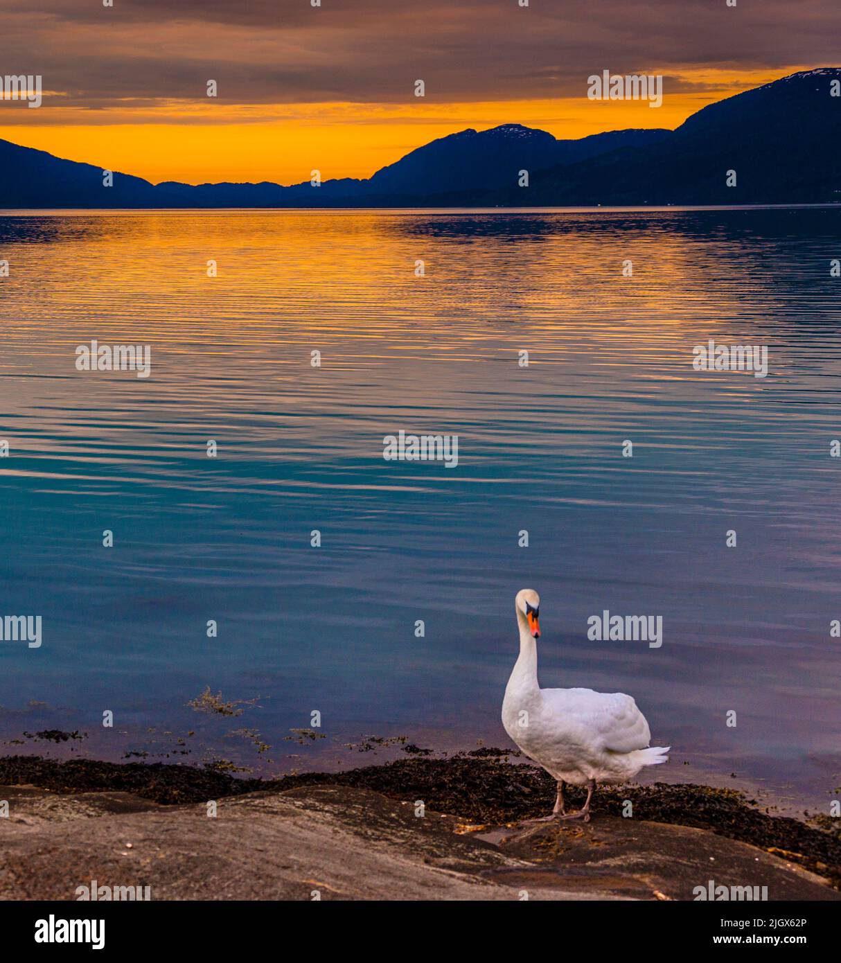 Swan at sunset by the Hardanger Fjord in Norwat Stock Photo - Alamy