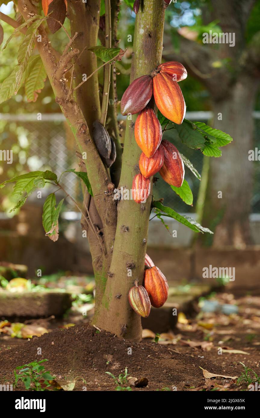 Chocolate tree in farm. Cacao pods hang on tree in blurred farm ...