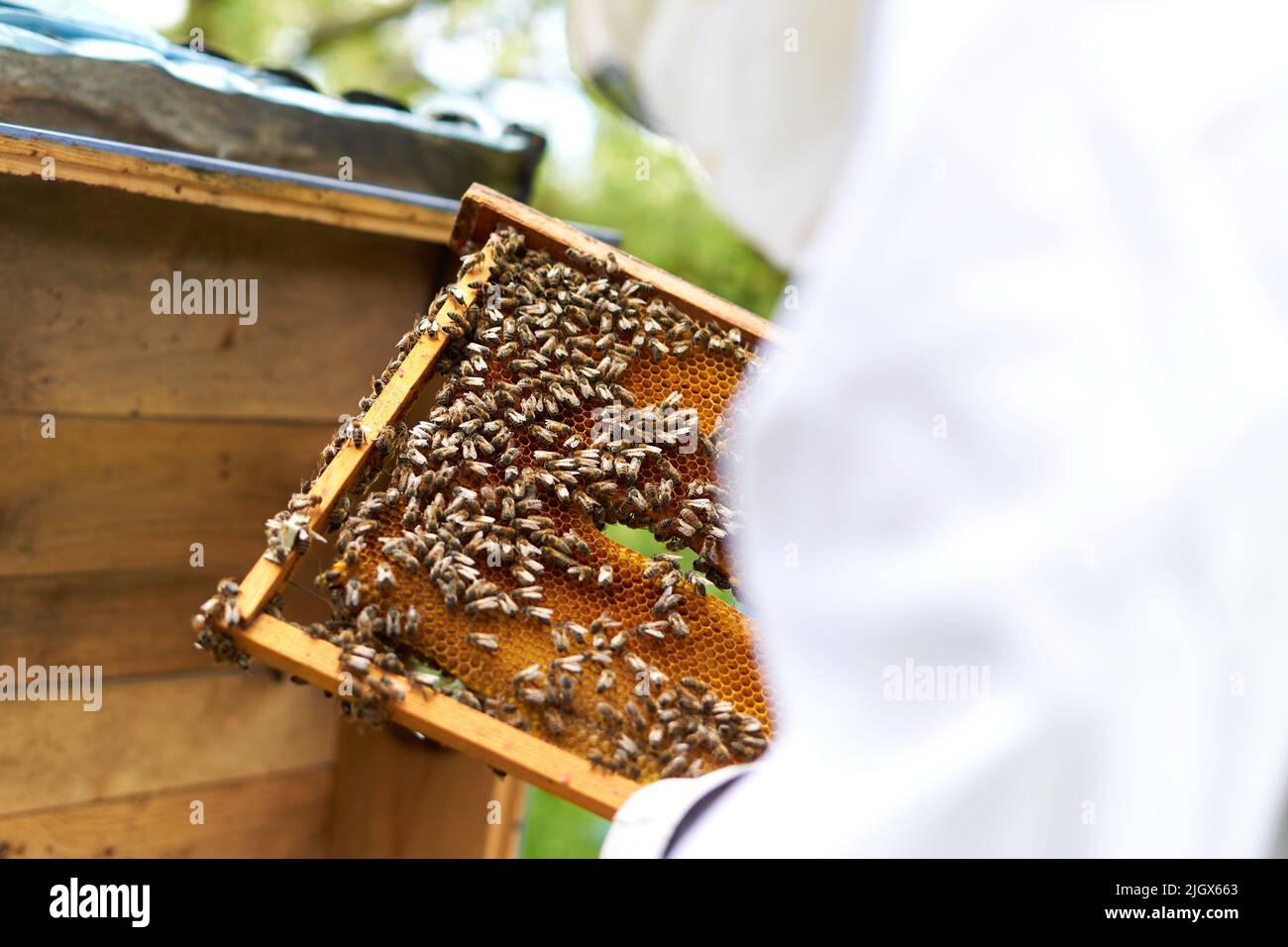 Beekeeper holding an artificial bee hive full of bees Stock Photo - Alamy