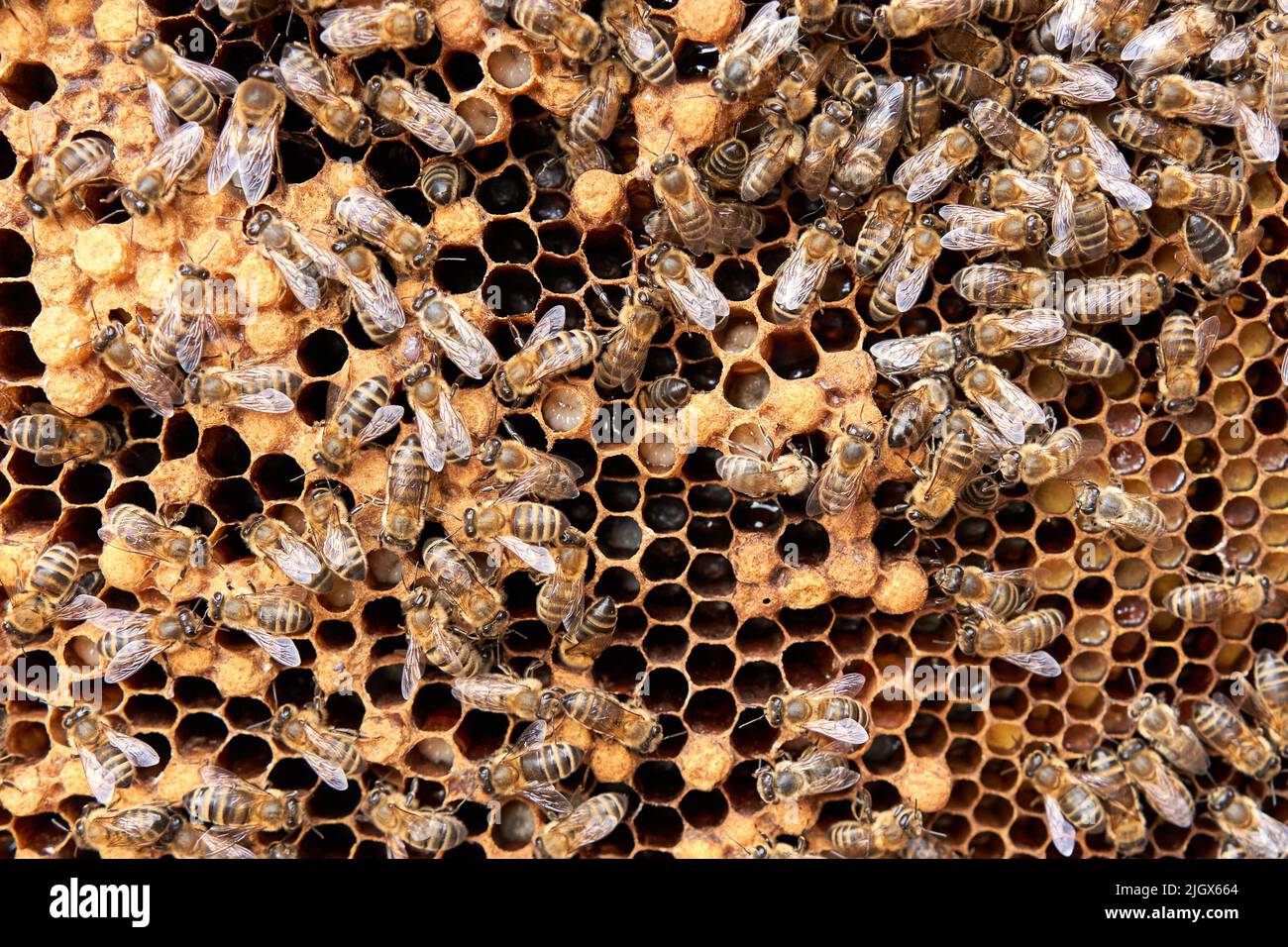 How Many Honey Bee Hives Per Acre at Jennifer Varner blog