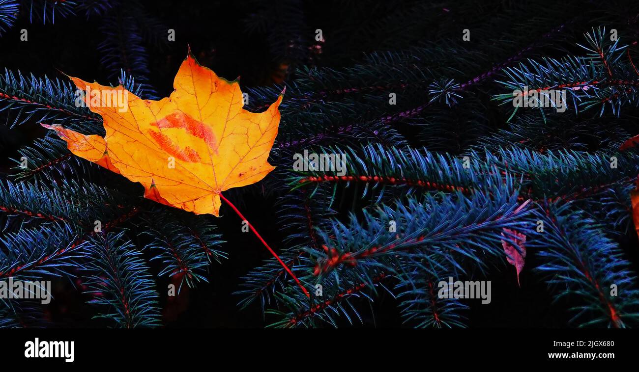 Autumn leaf with a kiss - a kiss of autumn Stock Photo - Alamy