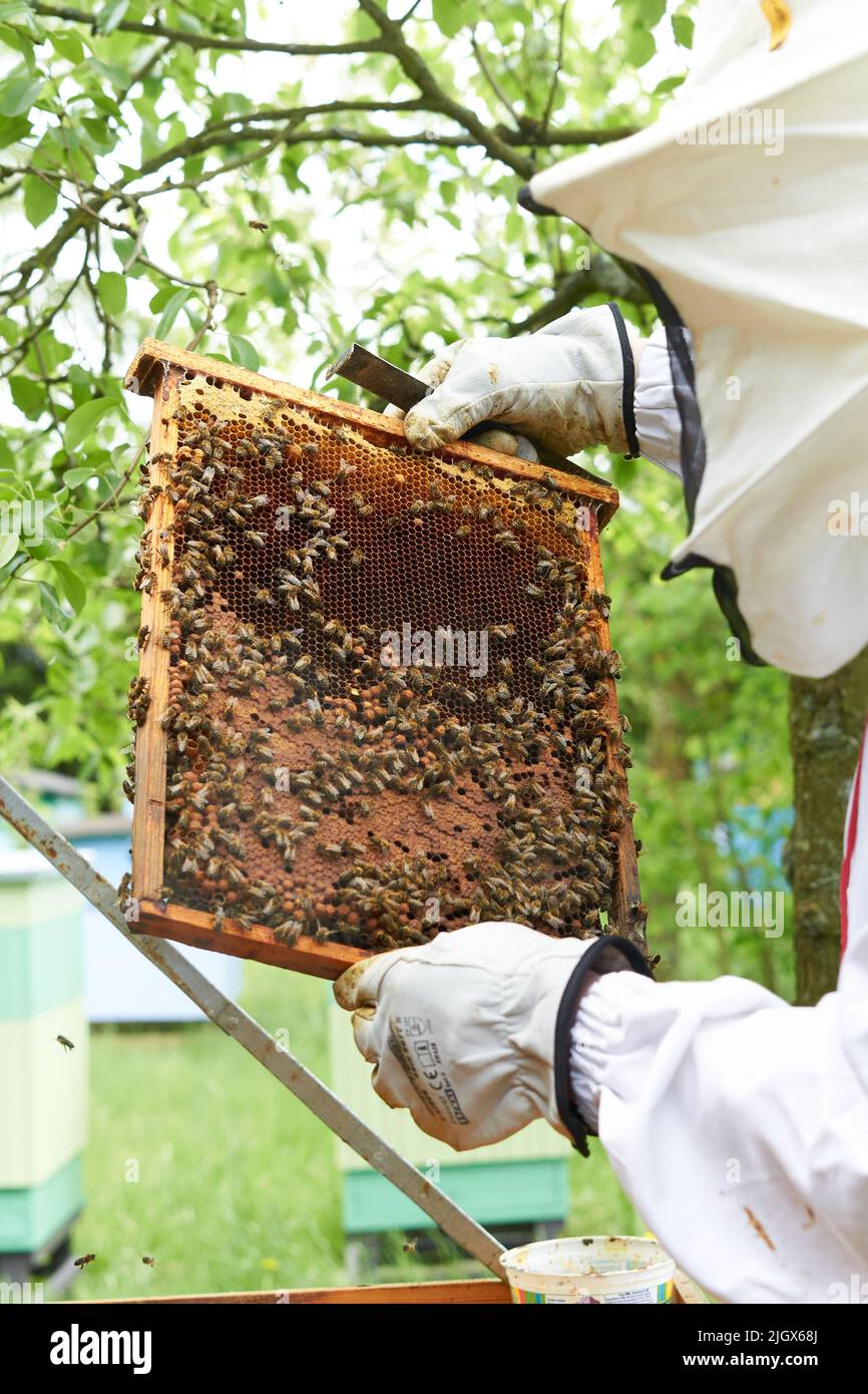 Beekeeper checking a beehive and the production of honey Stock Photo ...