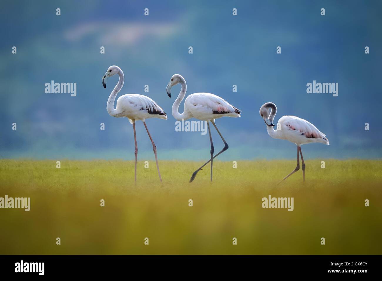 Flamingo habitat hi-res stock photography and images - Alamy