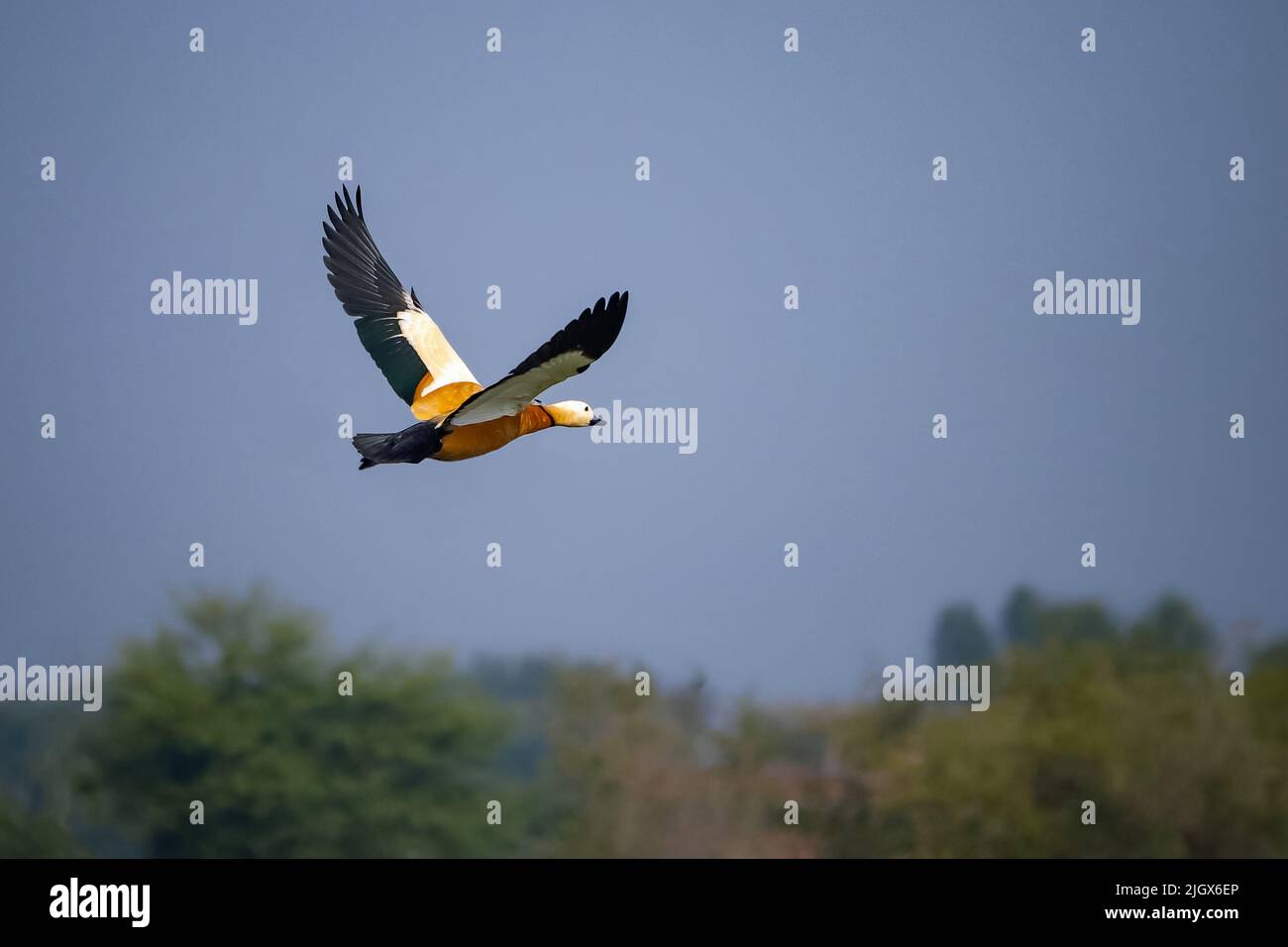 ruddy shelduck bird flying in the sky Stock Photo - Alamy