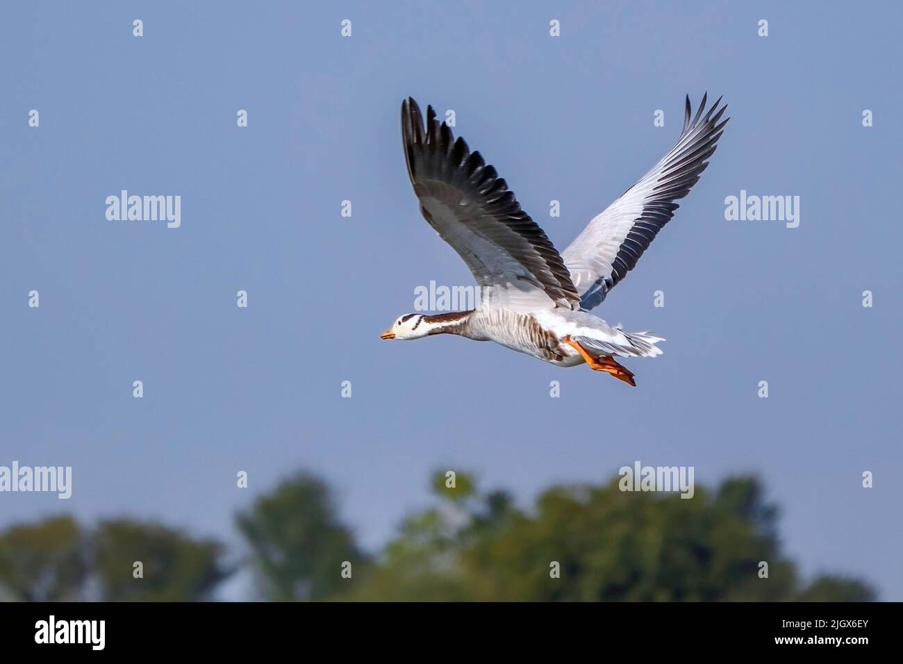 Bar headed goose flight hi-res stock photography and images - Alamy