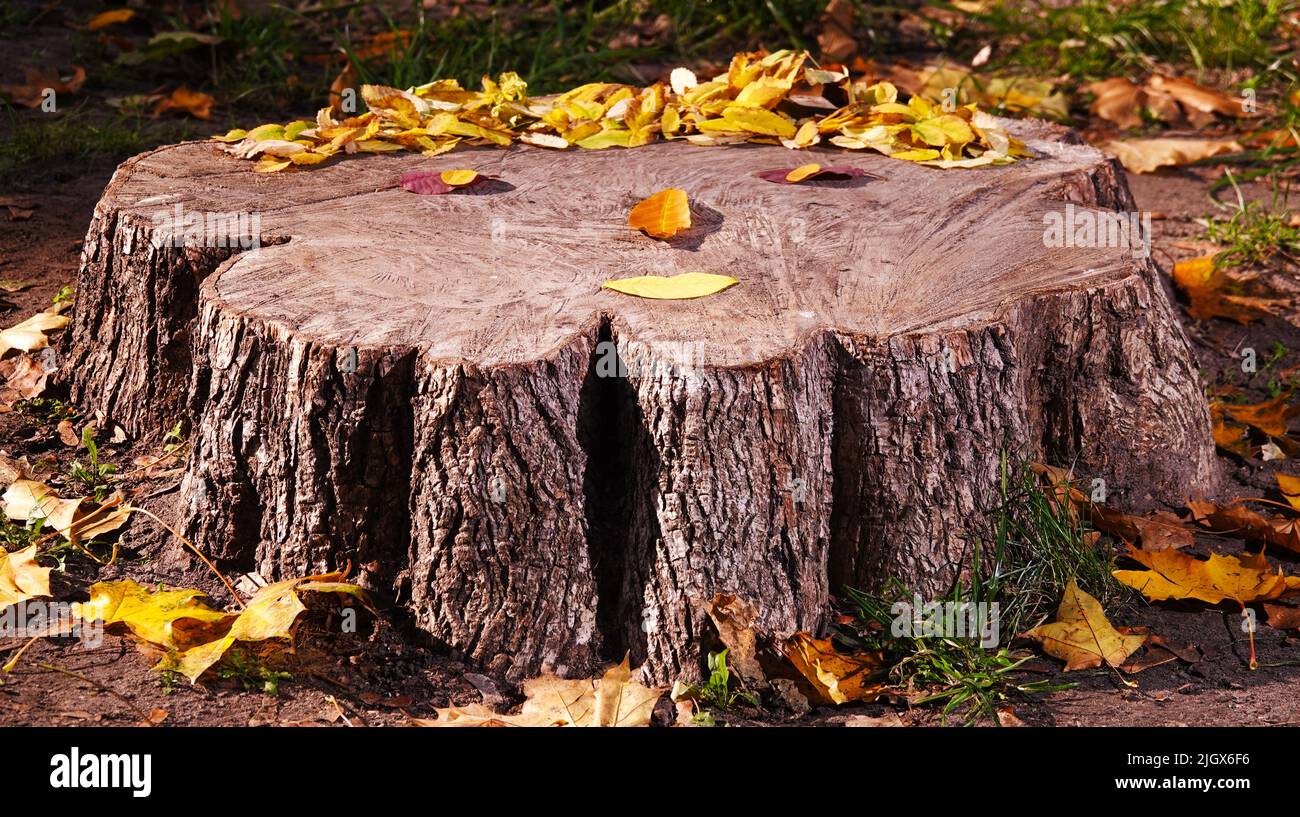 Bloody tree stump hi-res stock photography and images - Alamy