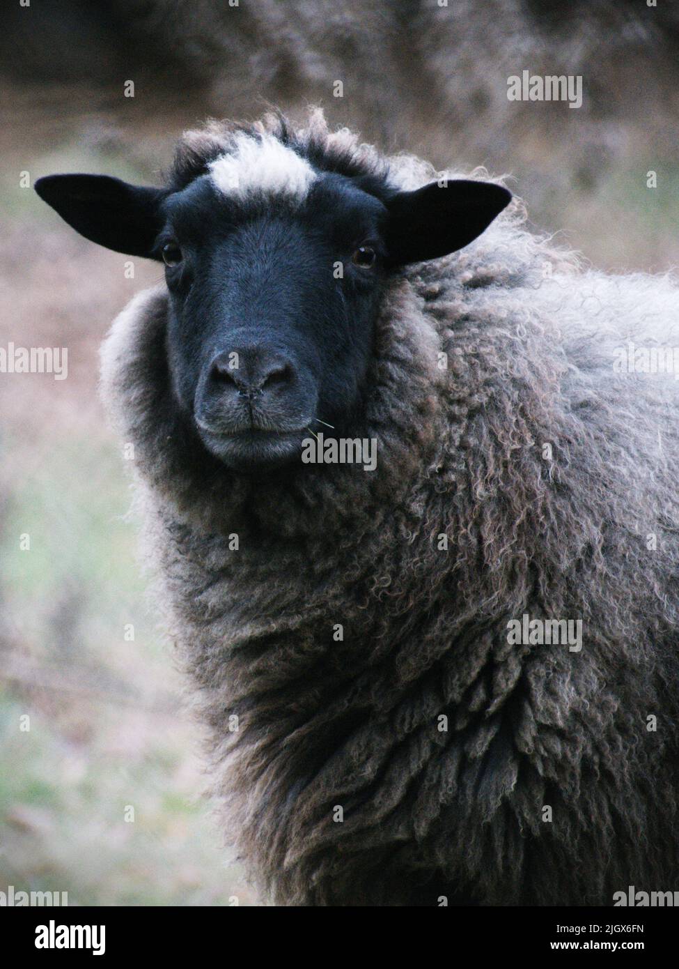 A vertical closeup portrait of a sheep looking upfront Stock Photo - Alamy