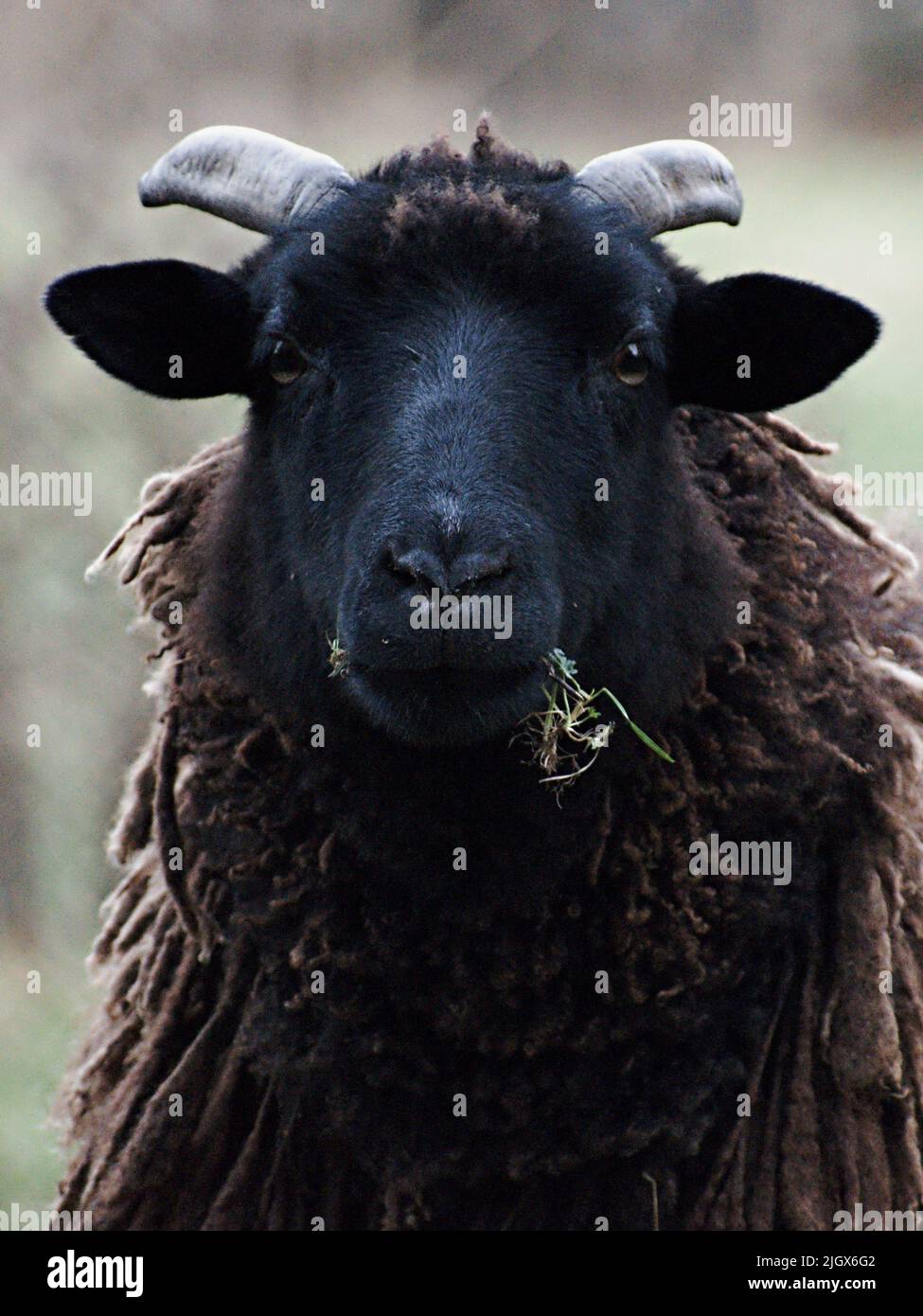A vertical closeup portrait of a sheep looking upfront Stock Photo - Alamy